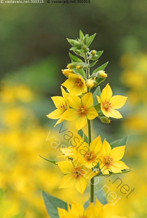 Kuva: Lysimachia punctata - tarha-alpi Lysimachia punctata keltainen ...