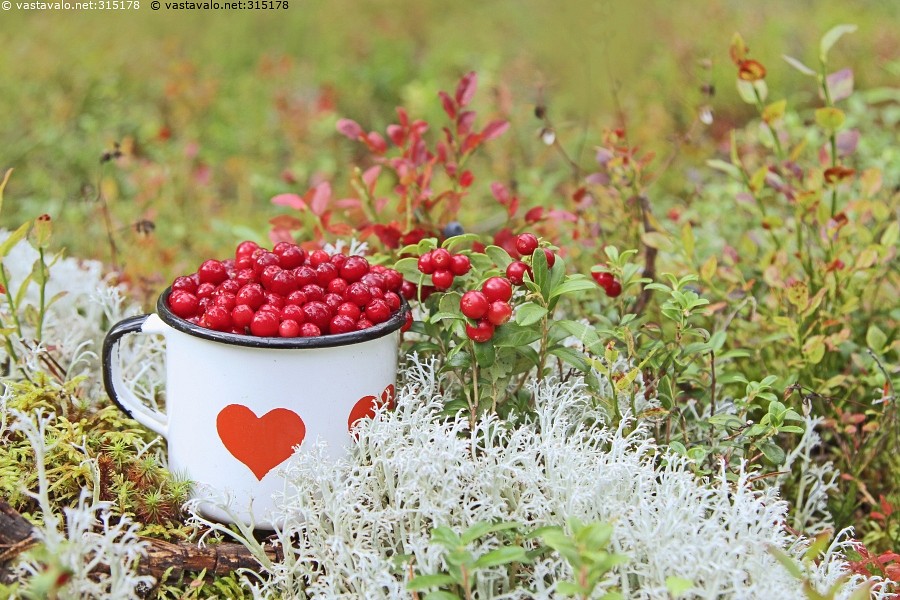 Kuva: Puolukat - puolukka puolukat jäkälä marja marjat metsämarja ...