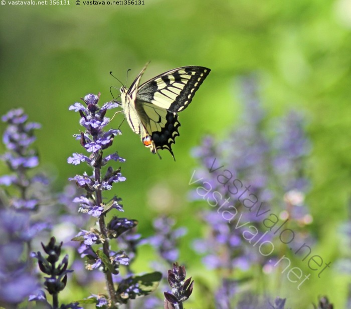 Kuva: Ritariperhonen - ritariperhonen perhonen iso päiväperhonen ...