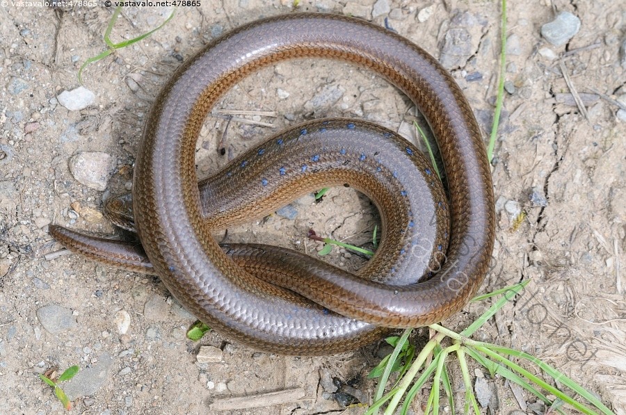Kuva: Vaskitsa - vaskitsa Anguis fragilis jalaton lisko matelija ...