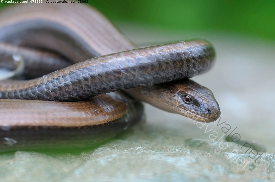 Kuva: Vaskitsa - vaskitsa Anguis fragilis jalaton lisko matelija ...