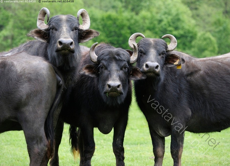 Kuva: Tuijottava kolmikko - vesipuhveli Bubalus bubalis puhveli ...