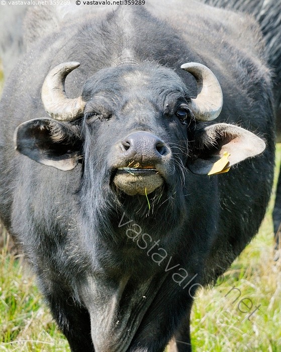 Kuva: Flirttaileva vesipuhveli - vesipuhveli Bubalus bubalis puhveli ...