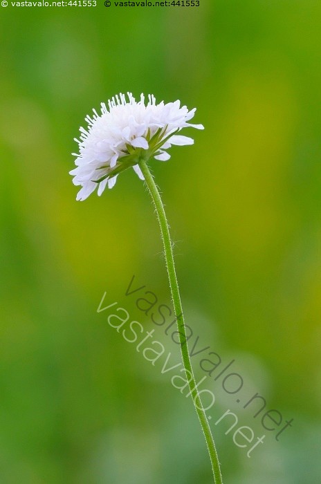 Kuva: kukka - kukka valkoinen yksi kukinto varsi terälehdet terälehti ...