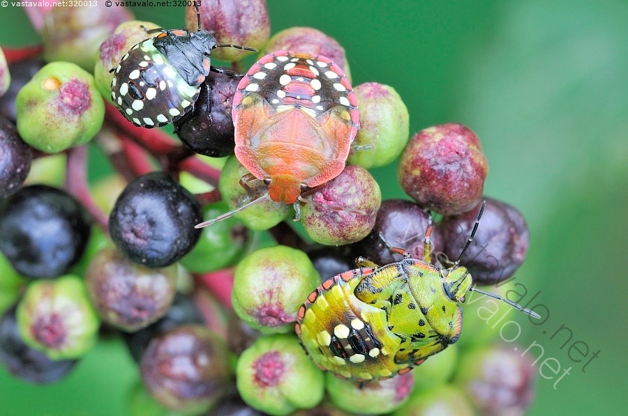Kuva: Luteet - lude luteet luteita typpylude Nezara viridula toukka ...