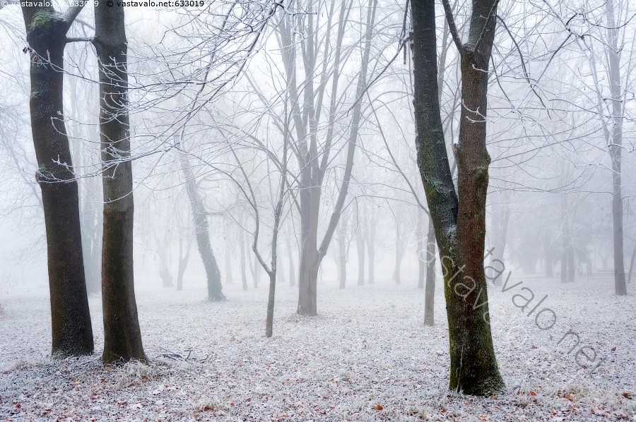 Kuva: Kylmä - puisto puu puita lehtipuu lehtipuita talvi kuura pakkanen ...