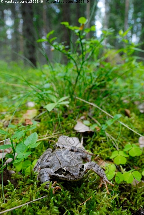 Kuva: Sammakko - Sammakko Rana temporaria sammakoeläin metsä metsässä ...