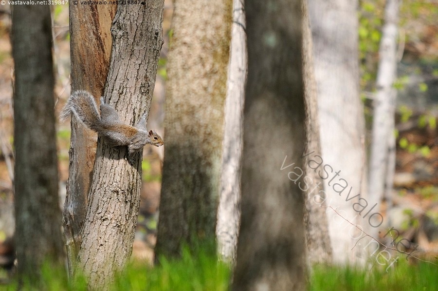Kuva: Harmaaorava - Harmaaorava Sciurus carolinensis nisäkäs puu puussa ...
