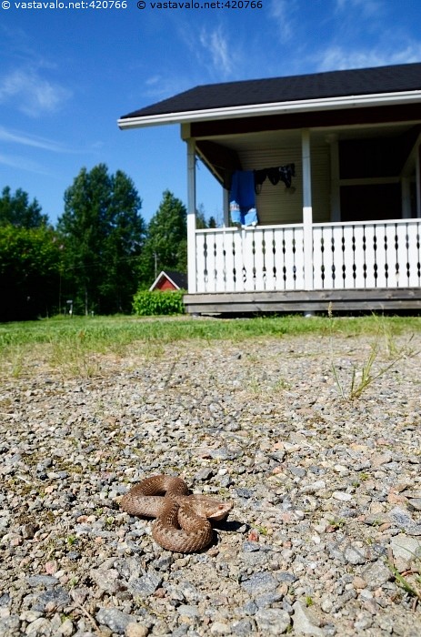 Kuva: Kesämökin kyy - kyy Vipera berus käärme matelija myrkyllinen ...