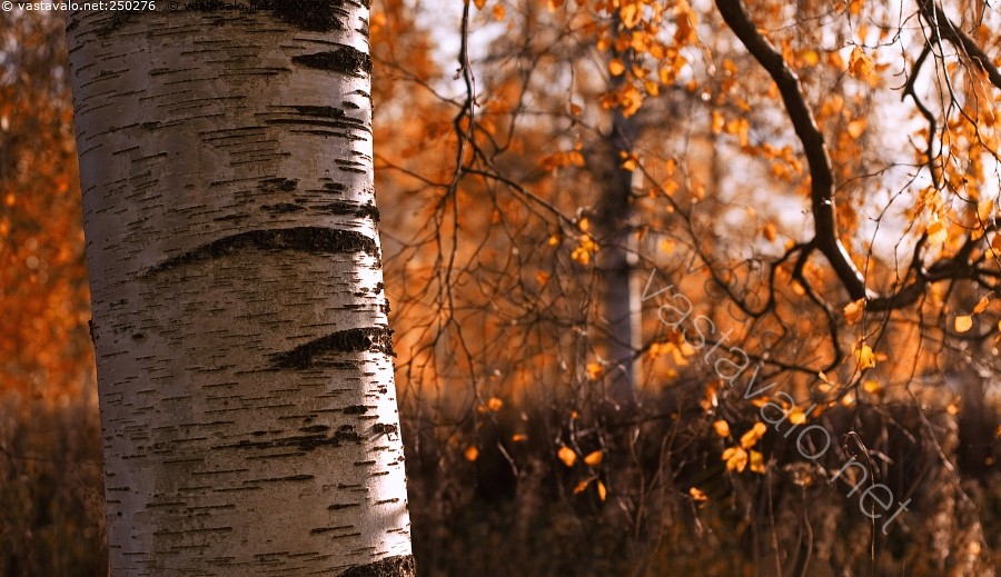 Kuva: Syksyinen koivu - koivu ruska syksy puu syksyinen värikäs ...