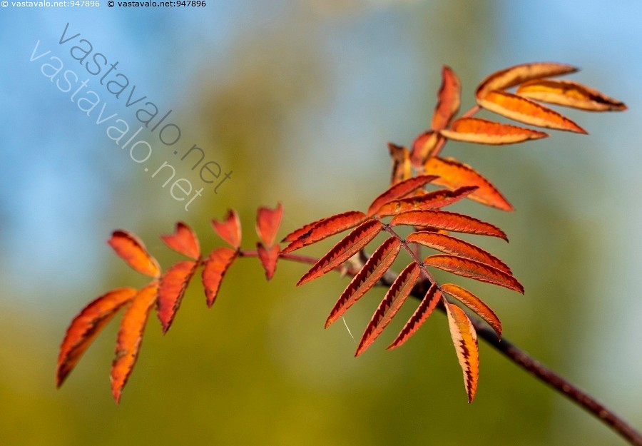 Kuva: Syksyn värejä - väri värikäs punainen oranssi sininen vihreä ...