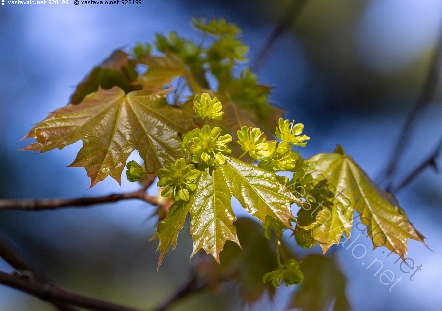 Kuva: Vaahteranlehtiä - vaahtera vaahteranlehtiä vaahteranlehdet kevät ...