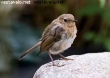 Kuva: Punarinta - Punarinta Erithacus rubecula muuttolintu lintu linnut ...