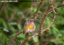 Kuva: Punarinta - Punarinta Erithacus rubecula muuttolintu lintu linnut ...