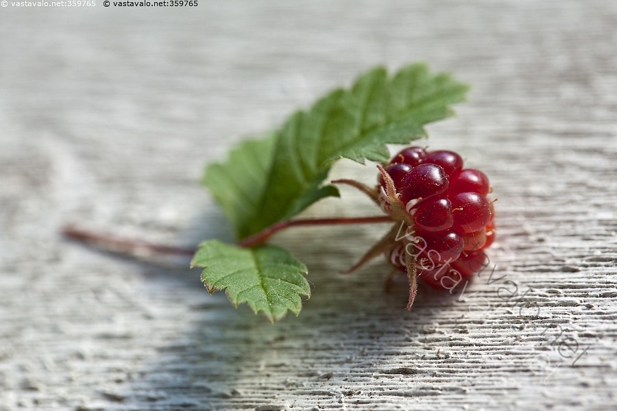 Kuva: Mesimarja - kypsä mesimarja Rubus arcticus monivuotinen ...