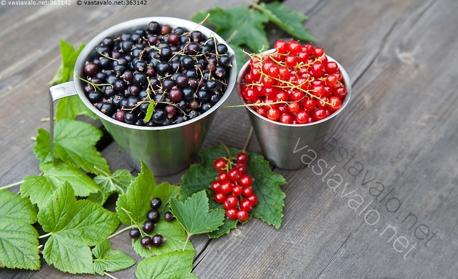 Kuva: Viinimarjat - punaherukka Ribes rubrum mustaherukka nigrum musta ...