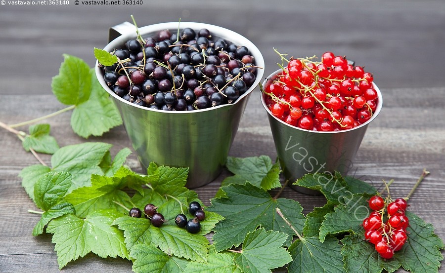 Kuva: Viinimarjat - punaherukka Ribes rubrum mustaherukka nigrum musta ...