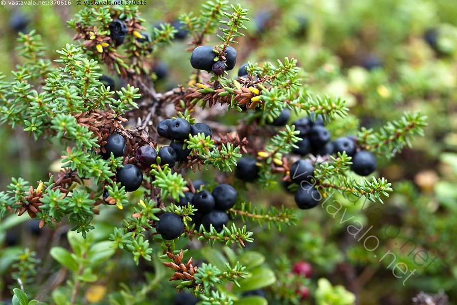 Kuva: Variksenmarja - variksenmarja Empetrum nigrum kaarnikka matala ...