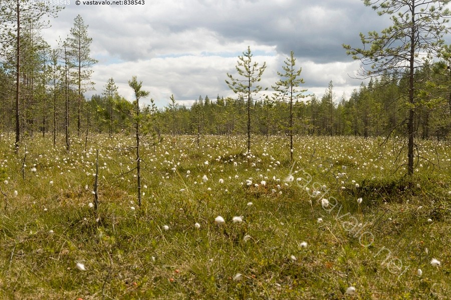 Kuva: Suolla - suo neva lakka lakat mänty männyt lakkasuo Kainuu ...