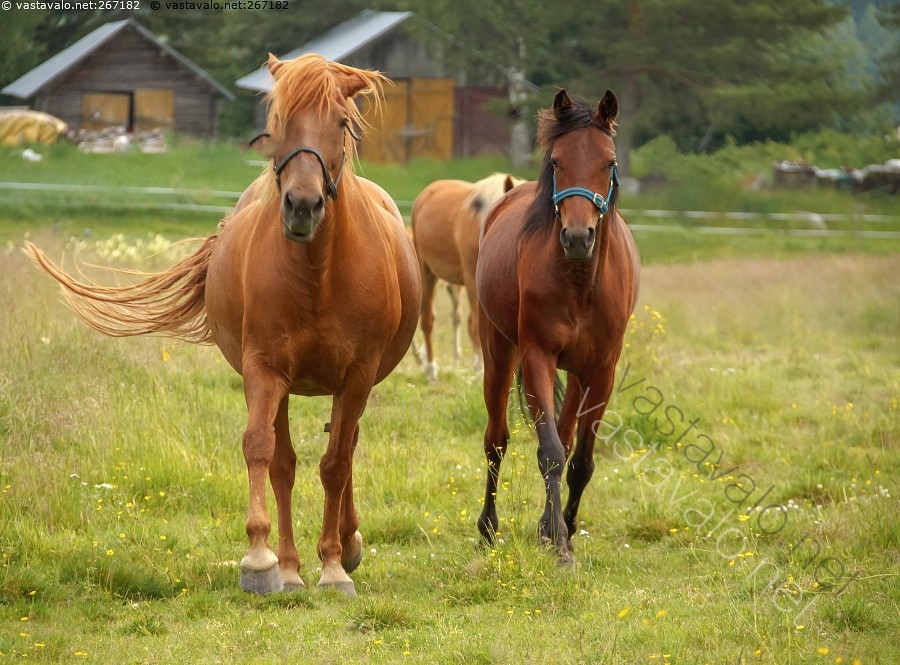 Kuva: Laitumella - hevonen hevoset suomenhevonen lämminverinen ...