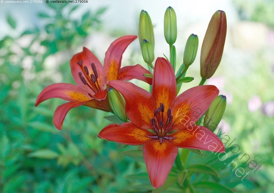 Kuva: Liljat - lilja Lilium kukinto nuppu nuput liljakasvi monivuotinen ...