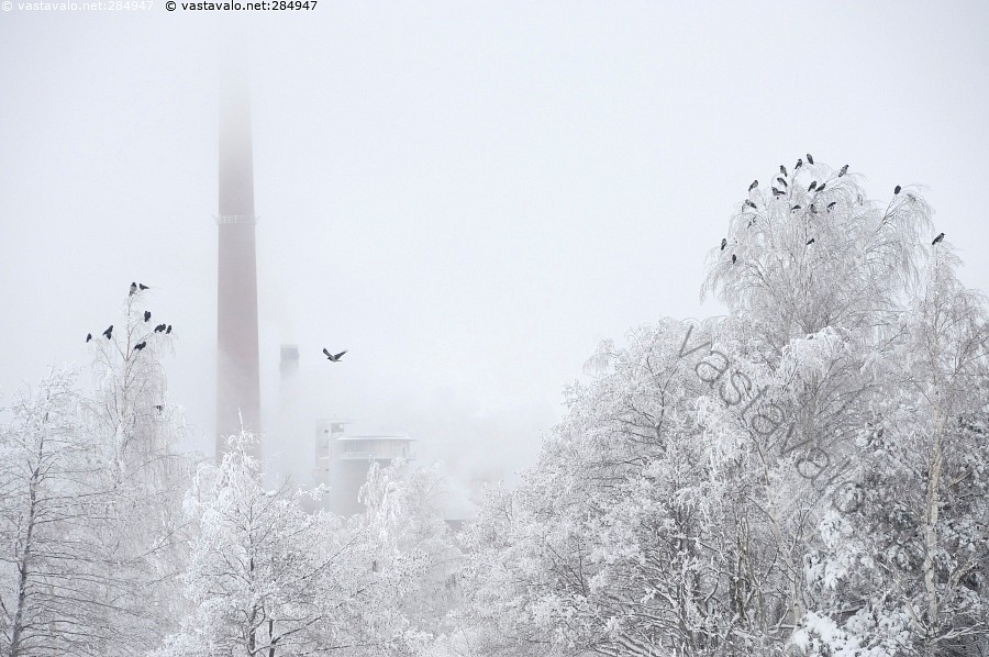 Kuva: Tehtaan varikset - varis Corvus corone tehdas savu piippu talvi ...
