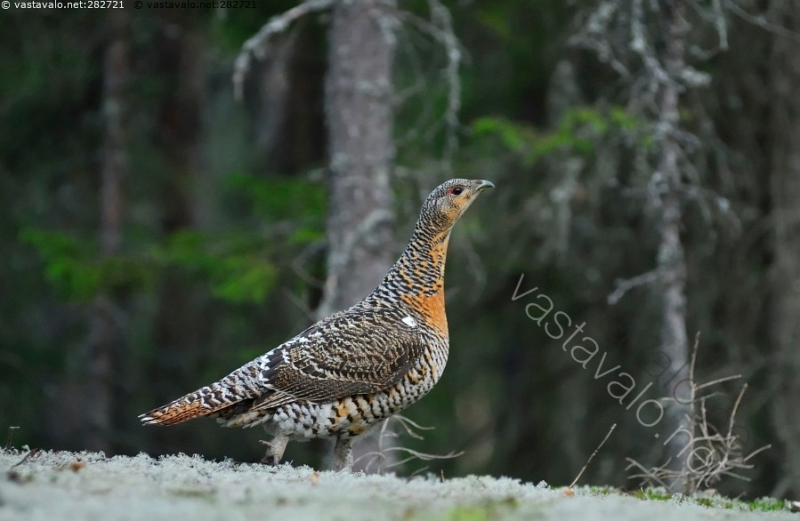 Kuva: Koppelo - metso Tetrao urogallus naaras koppelo kanalintu ...