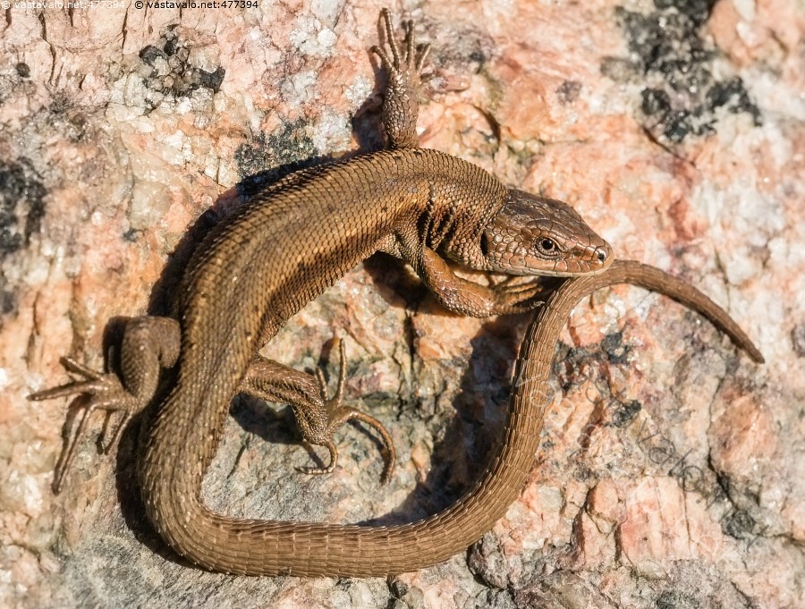 Kuva: Sisilisko - lisko sisilisko Zootoca vivipara matelija katse ...