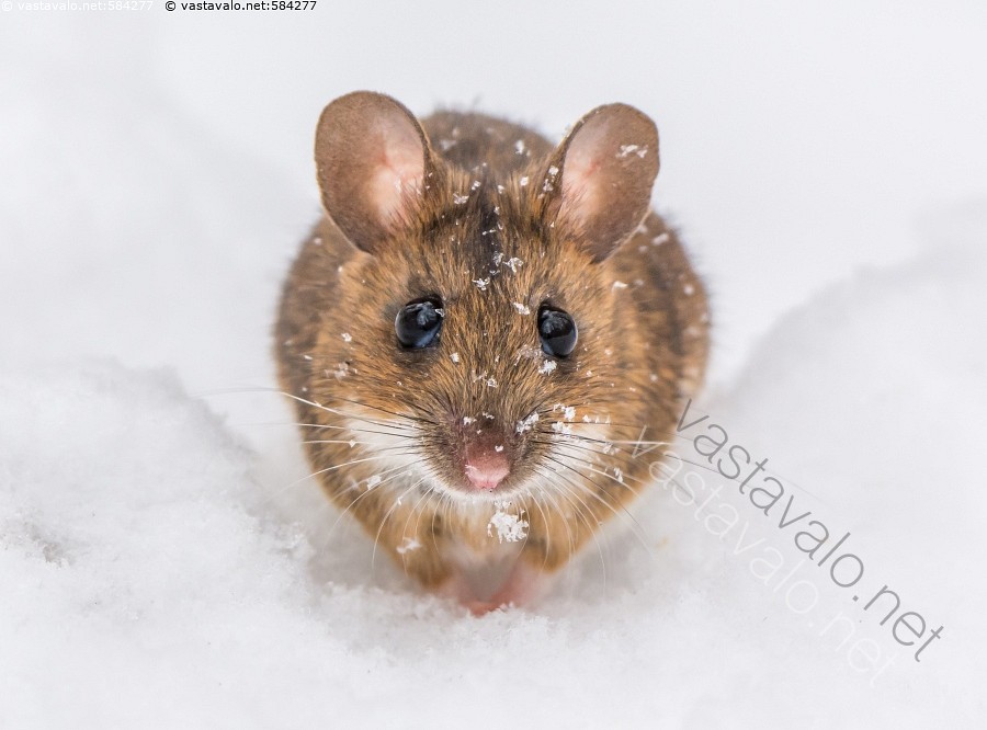 Kuva: Hiiri hangella - Apodemus flavicollis metsähiiri hiiri nisäkäs ...