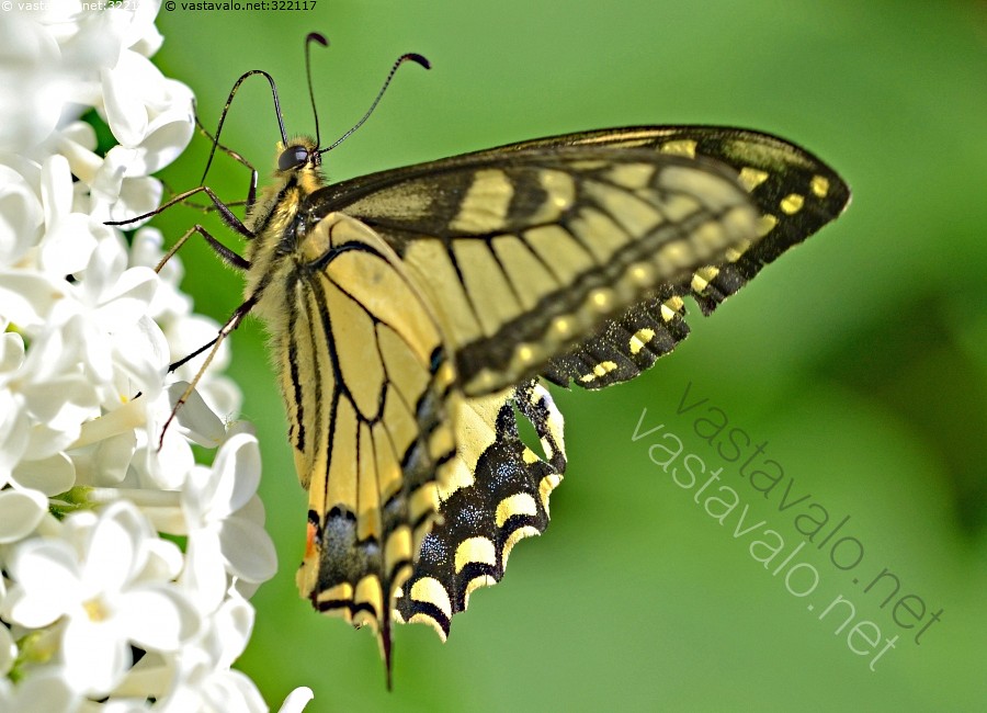 Kuva: Ritariperhonen - ritariperhonen perhonen päiväperhonen Papilio ...