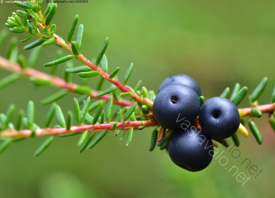 Kuva: Variksenmarja - variksenmarja Empetrum nigrum kaarnikka ...