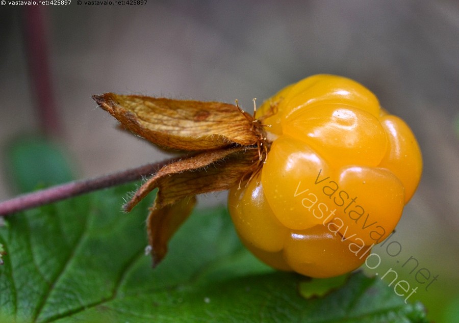 Kuva: Lakka - Rubus chamaemorus hilla kasvi lakka marja suokasvi ...