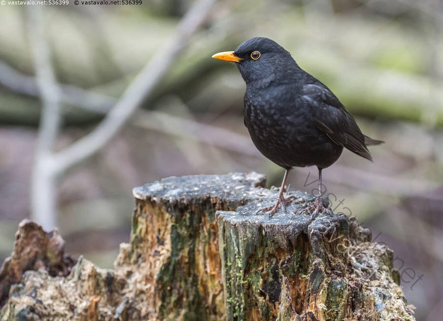 Kuva: Mustarastas kannolla - Turdus merula koiras vanha mustarastas ...