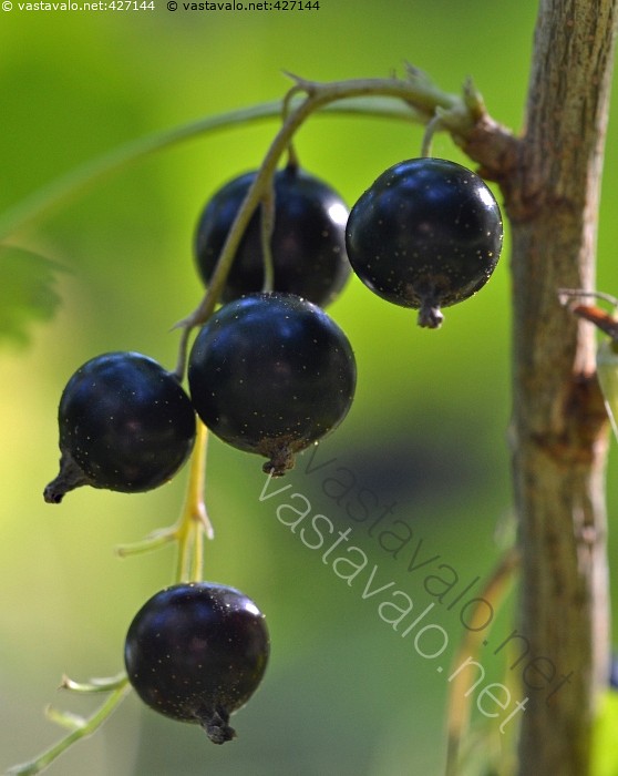 Kuva: Mustaherukat - mustaherukka Ribes nigrum herukka viinimarja ...