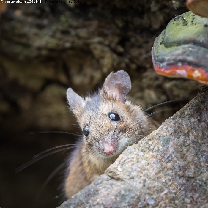 Kuva: Metsähiiri - hiiri metsähiiri nisäkäs jyrsijä tuholainen luonto ...