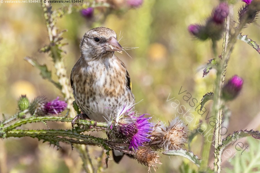 Kuva: Tikli syömässä - Carduelis carduelis tikli nuori lintu syö ...