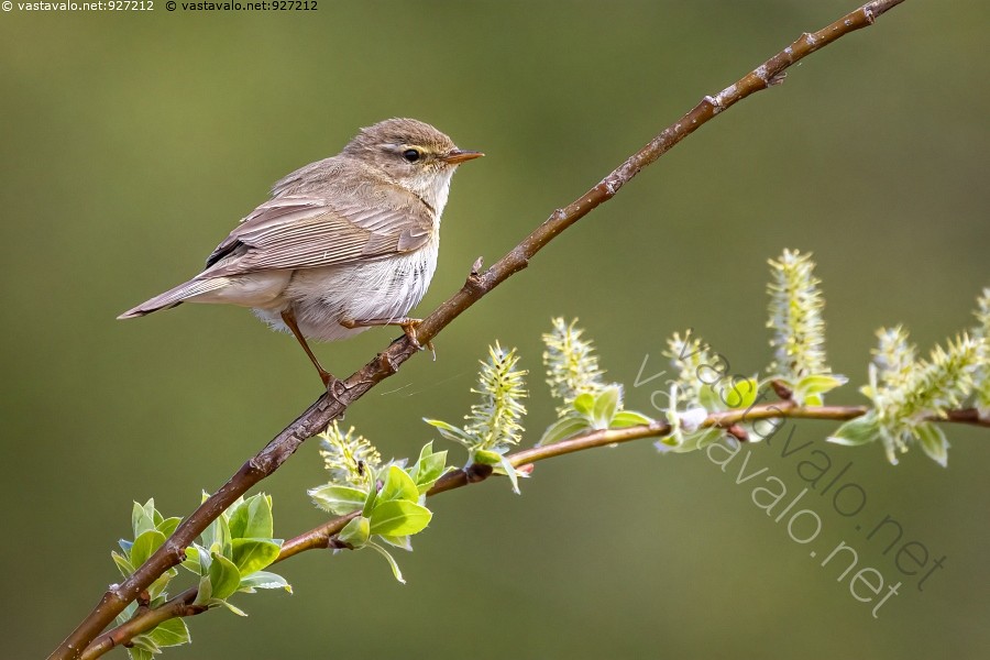 Kuva: Pajulintu - Phylloscopus trochilus lintu paju oksa oksalla kevät ...