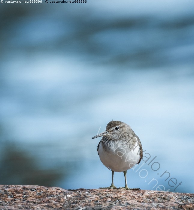Kuva: Rantasipi - Actitis hypoleucos lintu linnut rantalinnut kahlaajat ...