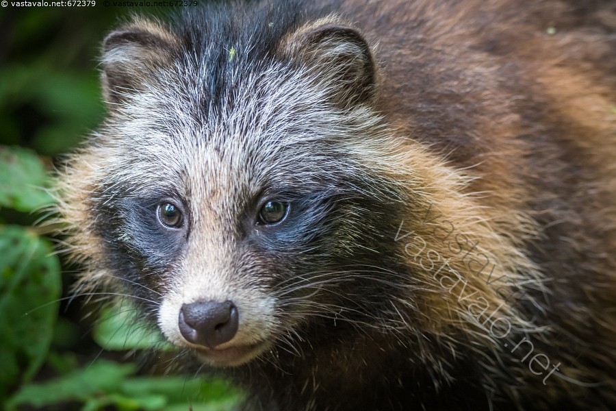 Kuva: Supikoira - supikoira Nyctereutes procyonoides koiraeläin ...