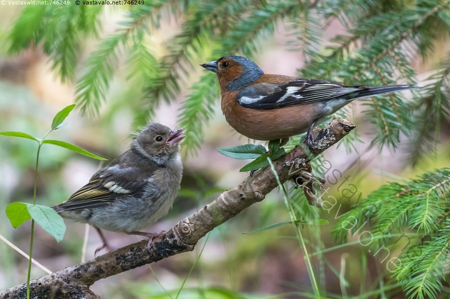 Kuva: Peipot - peippo peipot Fringilla coelebs poikanen aikuinen koiras ...