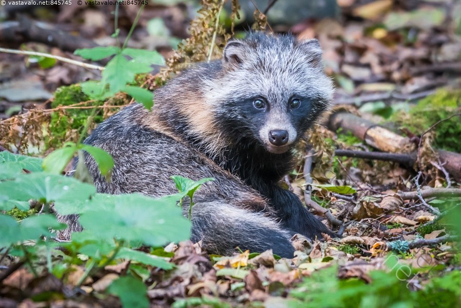 Kuva: Supikoira - supikoira Nyctereutes procyonoides koiraeläin ...