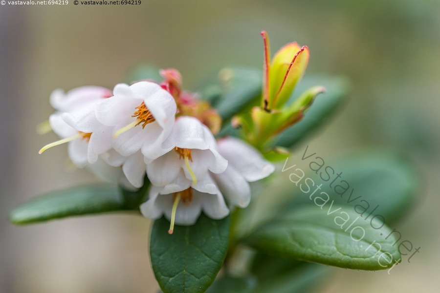 Kuva: Puolukan kukat - Vaccinium vitis-idaea puolukka puolukat kukka ...