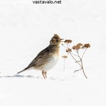 Kuva: Kiuru - kiuru leivonen leivo Alauda arvensis tolppa istua nokka ...