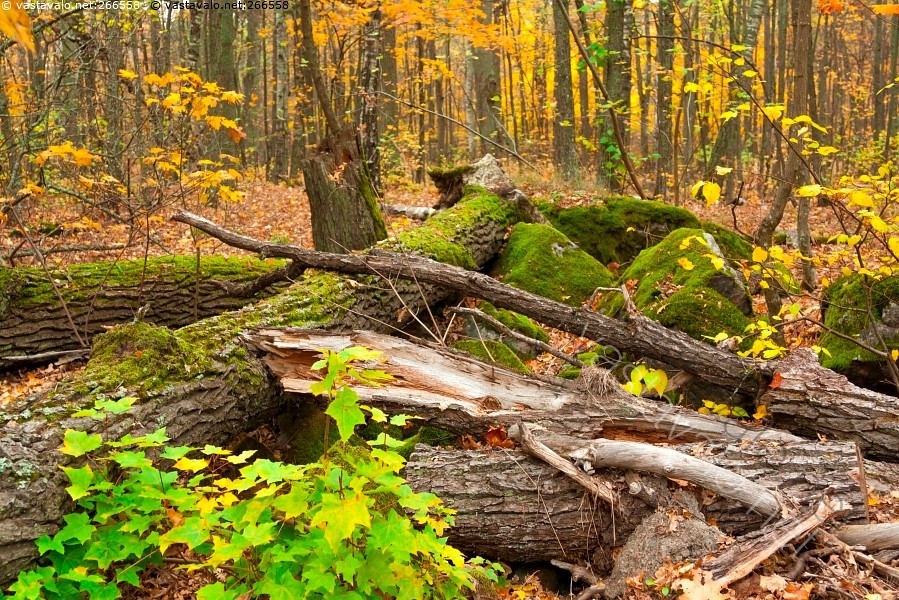 Kuva: Syksyinen lehtometsä - metsä lehto tammilehto jalopuu jalopuut ...