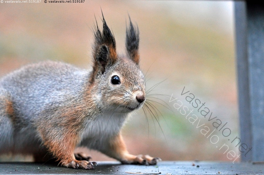Kuva: Orava - orava Sciurus vulgaris kurre tupsukorva viikset ...