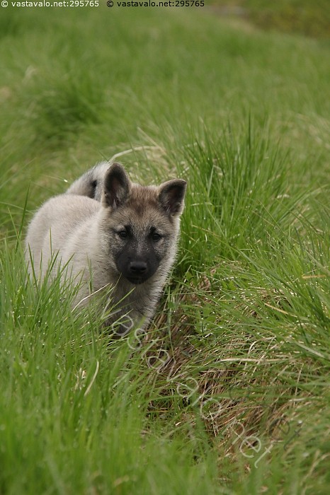 Kuva: Hirvikoiran pentu - koira koiranpentu hirvikoira harmaa norjanhirvikoira norjanharmaa ...