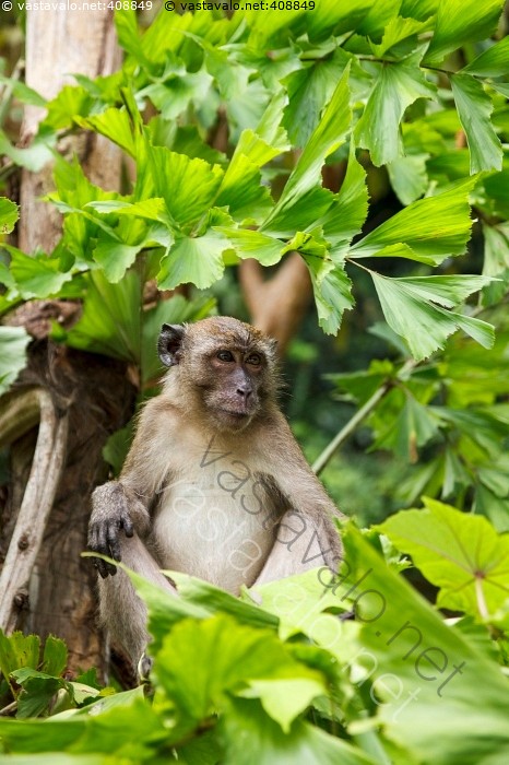 Kuva: Makaki II - pitkähäntäapina makaki Macaca fascicularis kesy ...