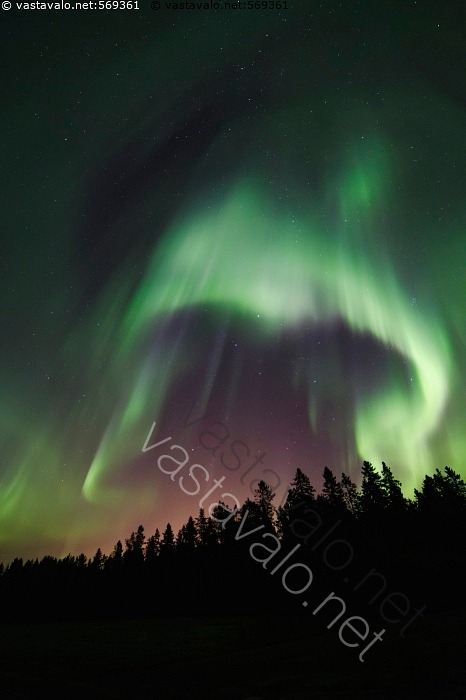 Kuva: Revontulet metsän yllä - Aurora borealis revontulet revontuli ...