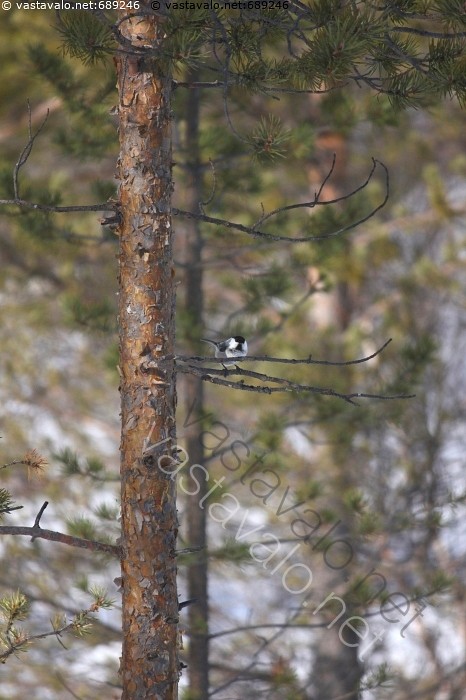 Kuva: Hömötiainen, metsän asukki - hömötiainen metsätiainen tiainen ...