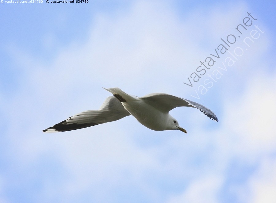 Kuva: Kalalokki lennossa - kalalokki Larus canus lokki lokkilaji ...